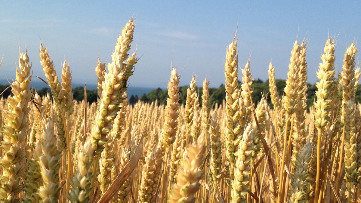 Cultivo De Trigo Y Cereales Nuevo Mapa Productivo: La Superficie De