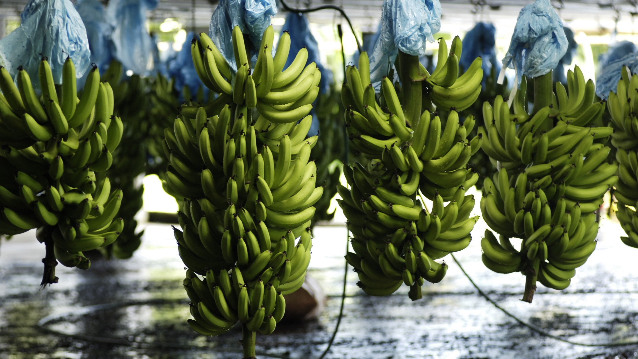 Cultivo De Tejidos Vegetales De Banano